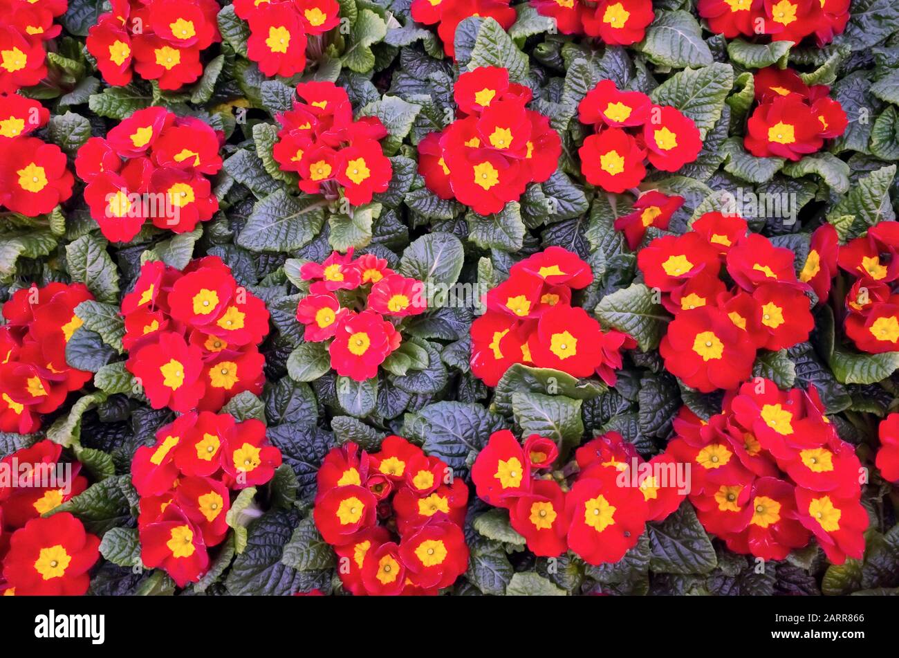 Red Primrose plants in a garden centre for sale ready for spring ...