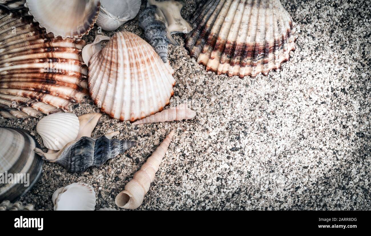 collection of shells on sand Stock Photo - Alamy