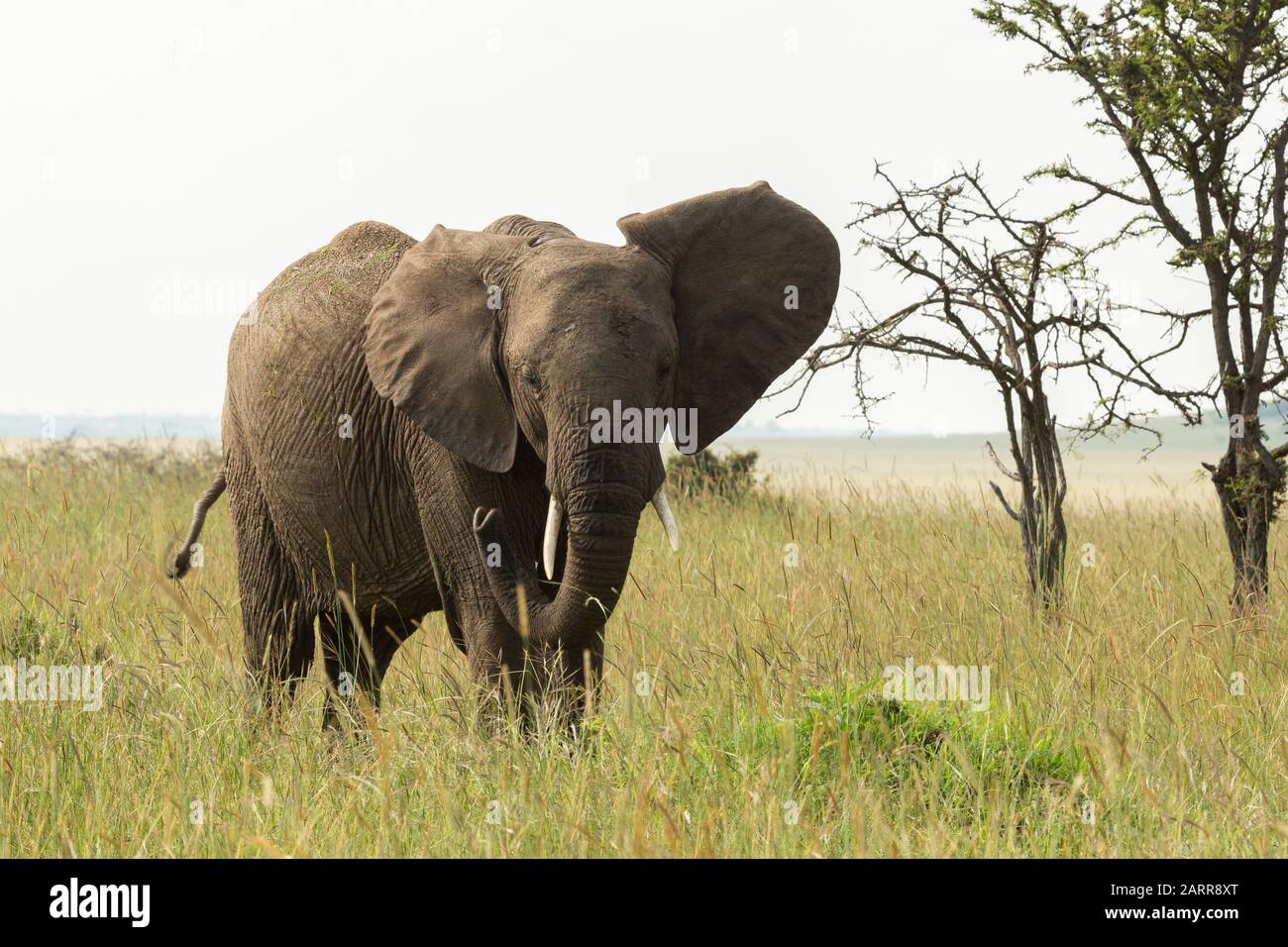 single elephant on the savannah Stock Photo - Alamy