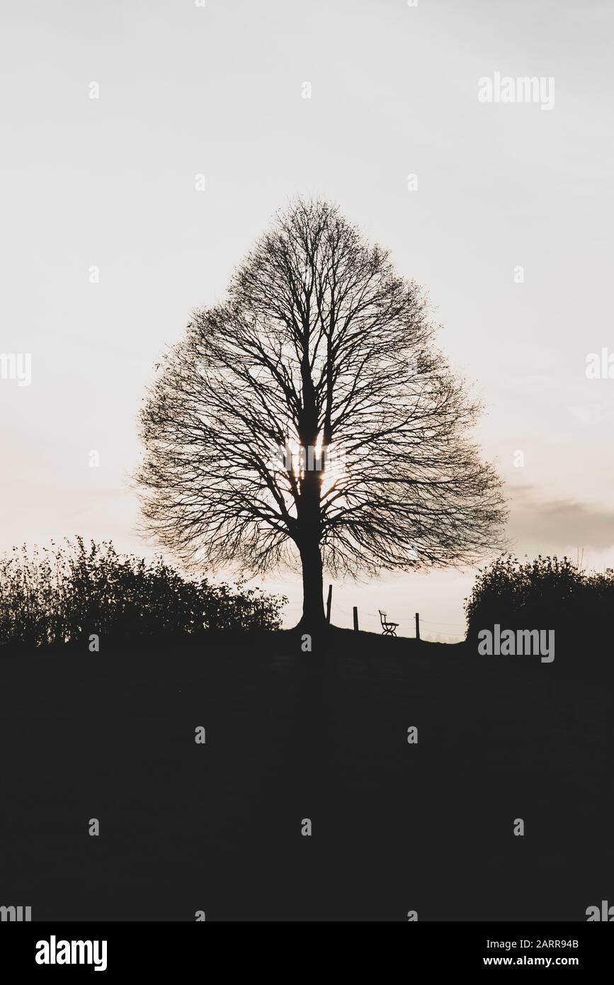 Tree in front of the sun hi-res stock photography and images - Alamy