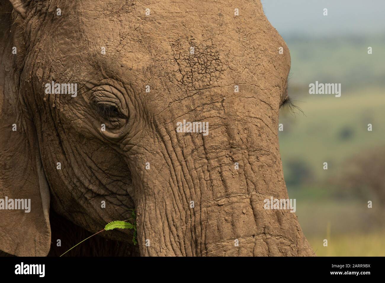 closeup of an elephant head Stock Photo - Alamy