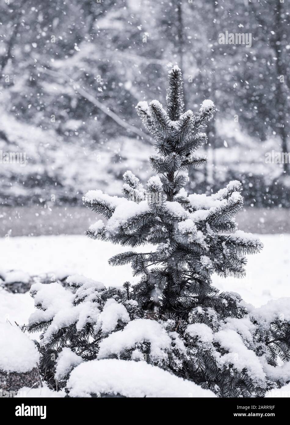 Fluffy spruce in heavy snow. Large snow flakes fall asleep on a tree ...