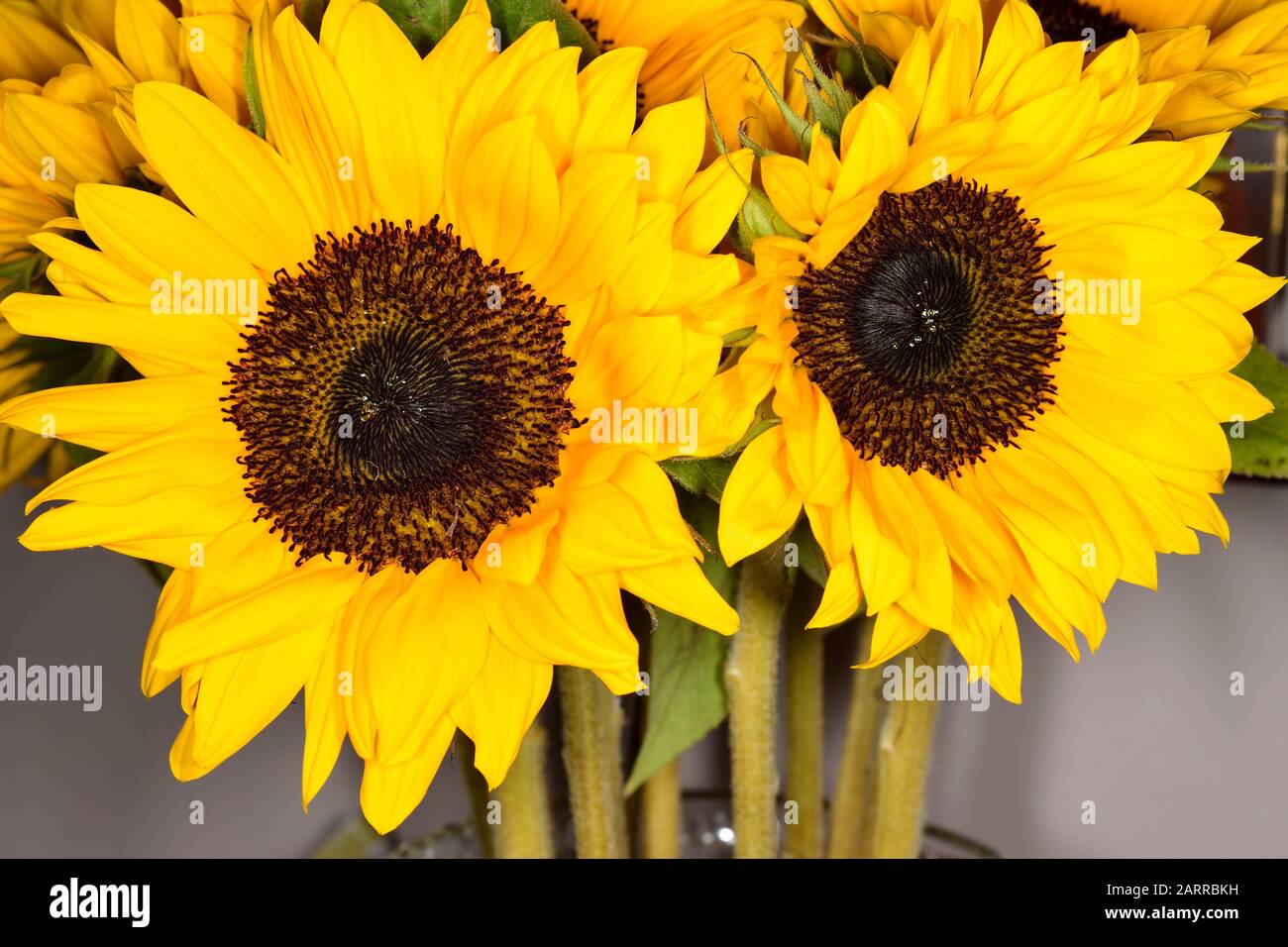 Sunflower or Helianthus annuus. Closeup of two flowers with orange ...