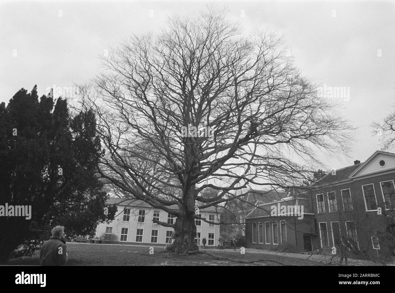 Two centuries old beech tree hi-res stock photography and images - Alamy