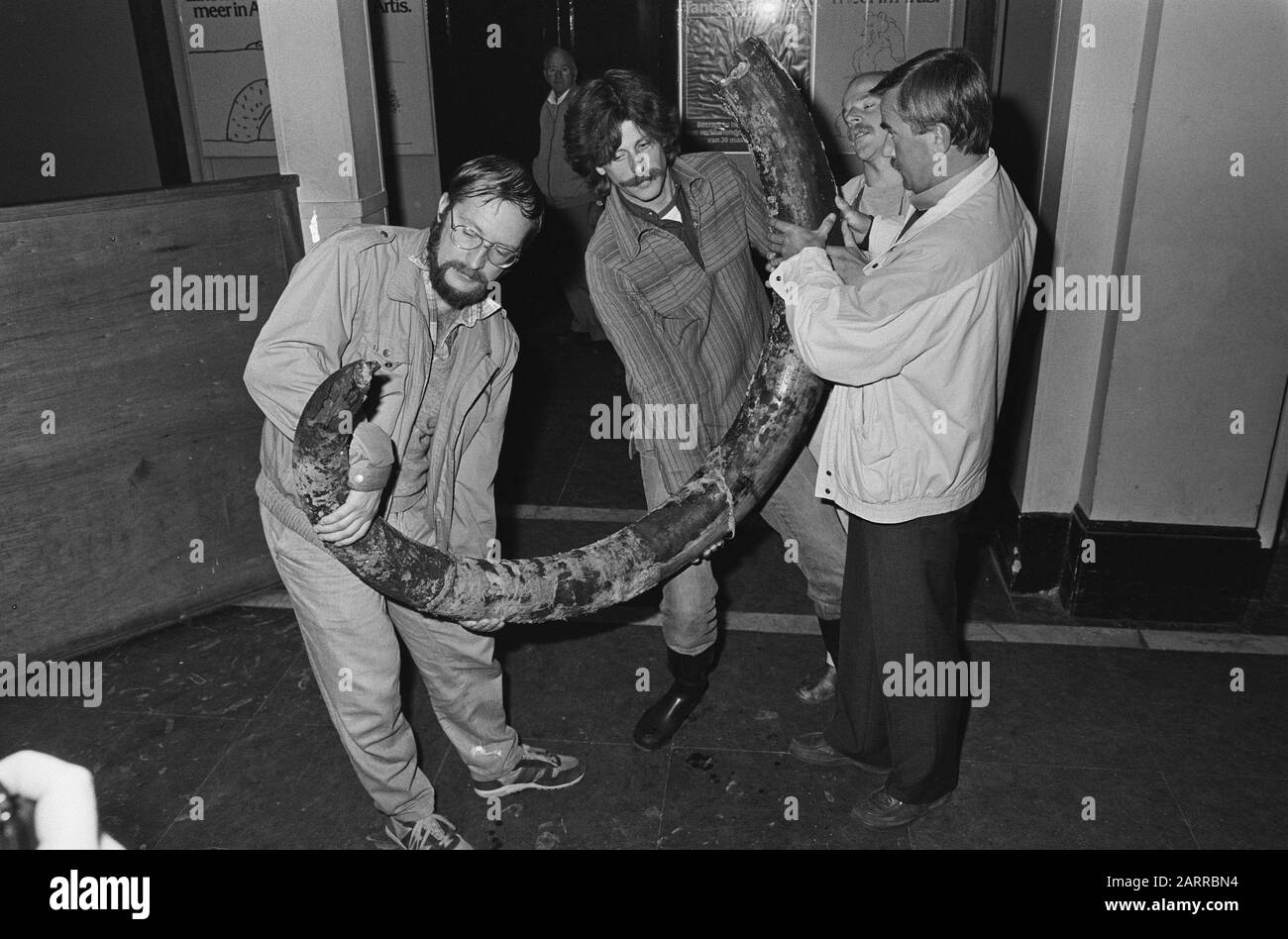 Mammoth tooth Black and White Stock Photos & Images - Alamy