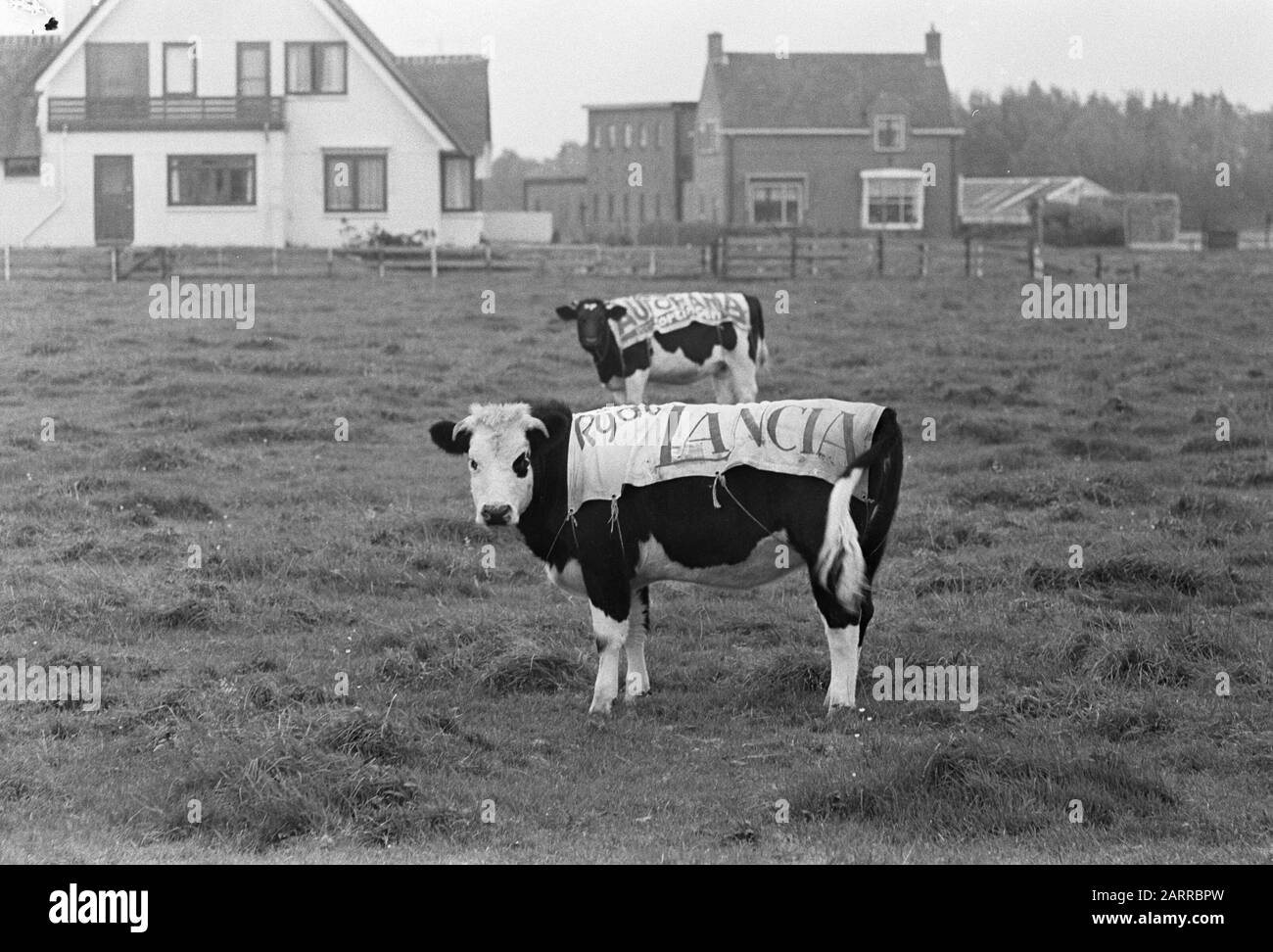 Cows making advertising cattle, cows, meadows, advertising Annotation ...