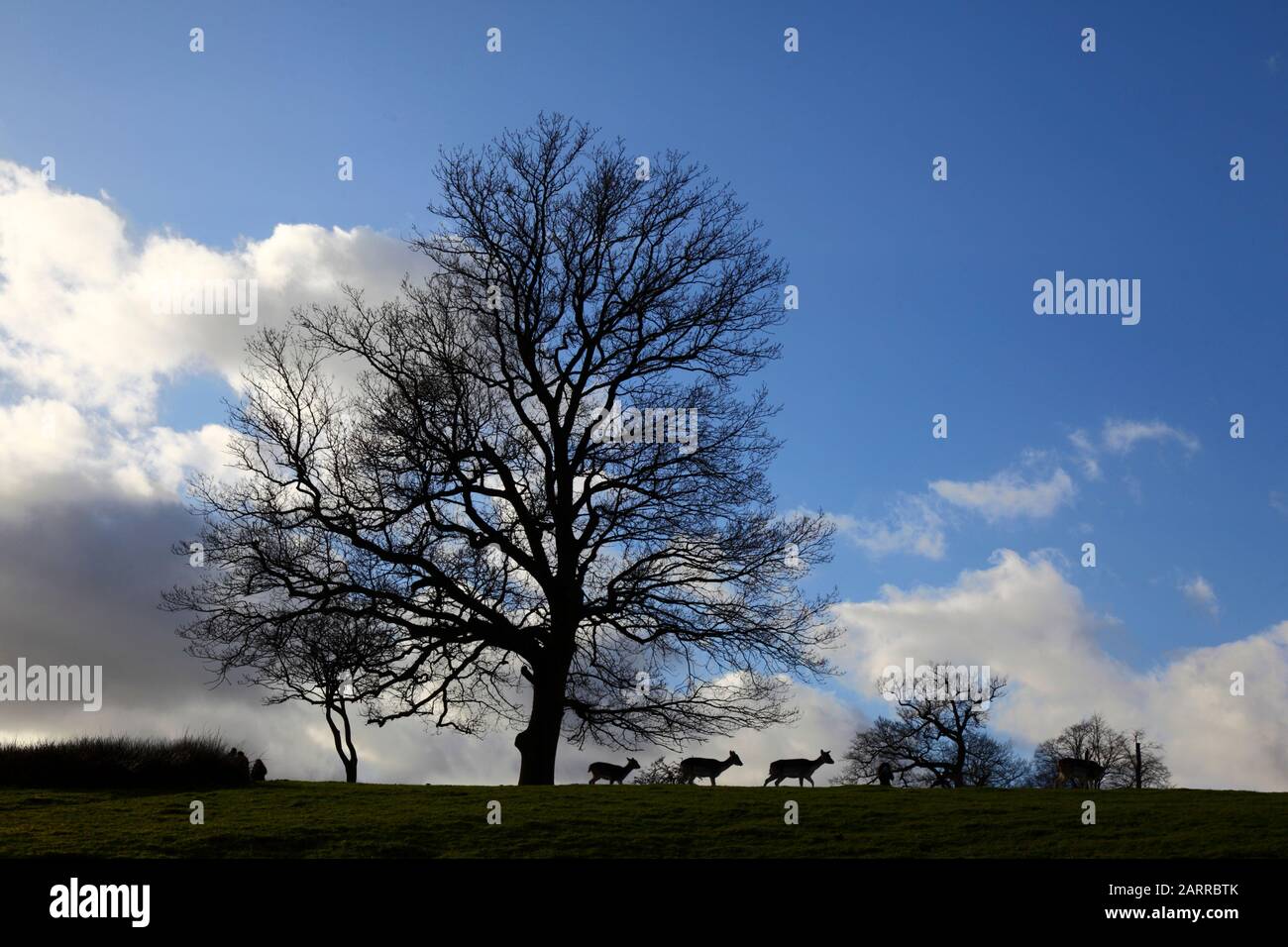 Deer on skyline walking past silhouetted oak tree (Quercus rober) in ...