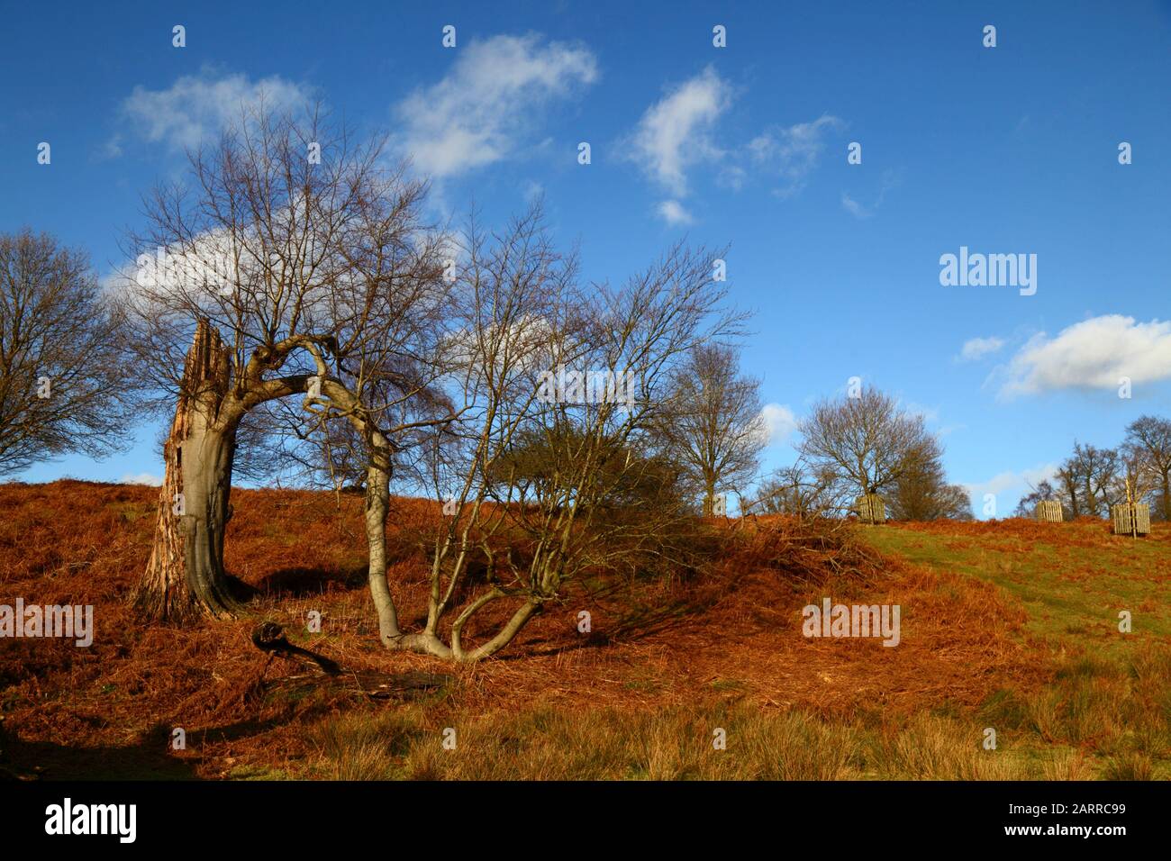 Deformed common beech tree (Fagus sylvatica) that was damaged by Great ...