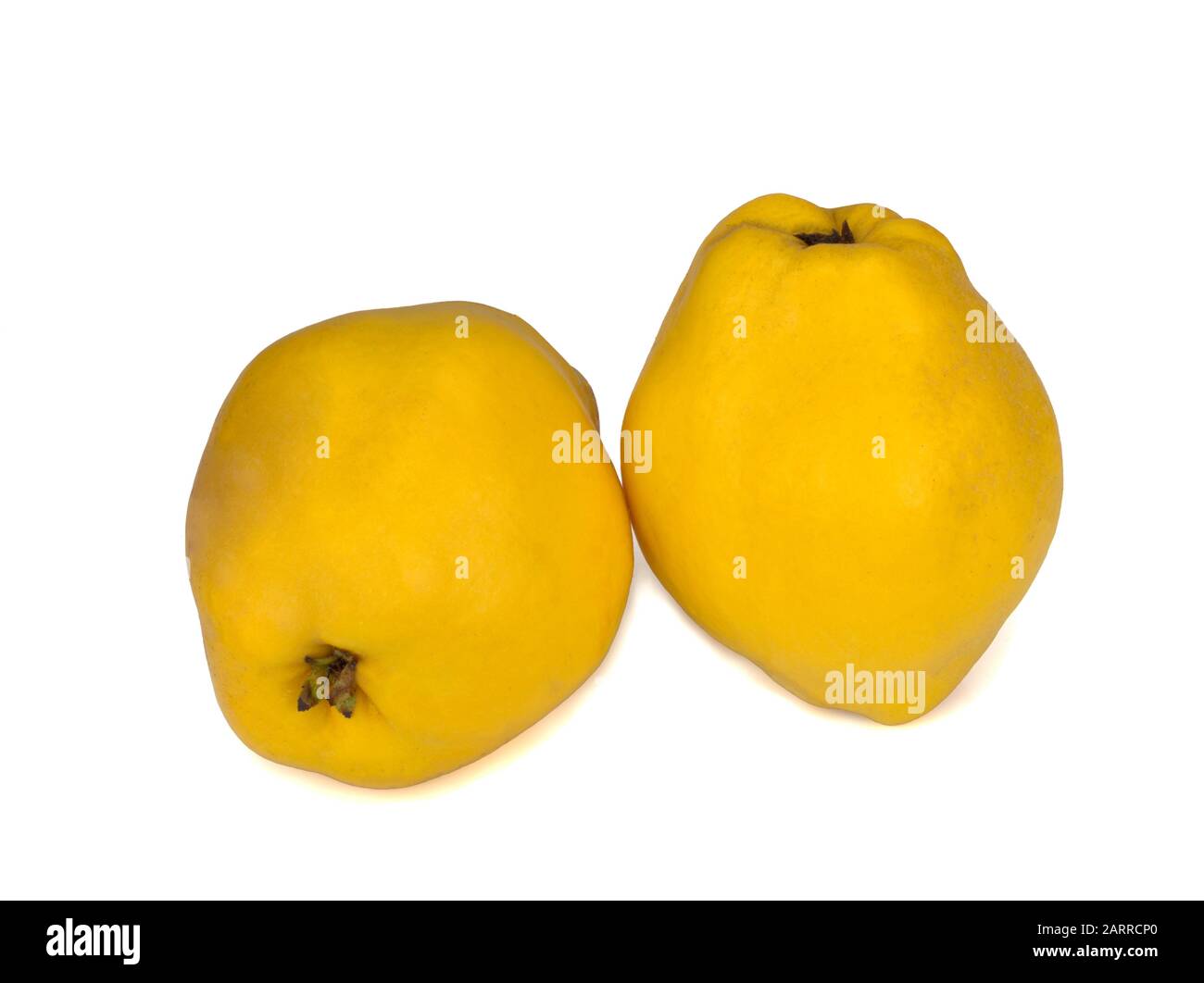 two fresh yellow quinces isolated on white background Stock Photo - Alamy