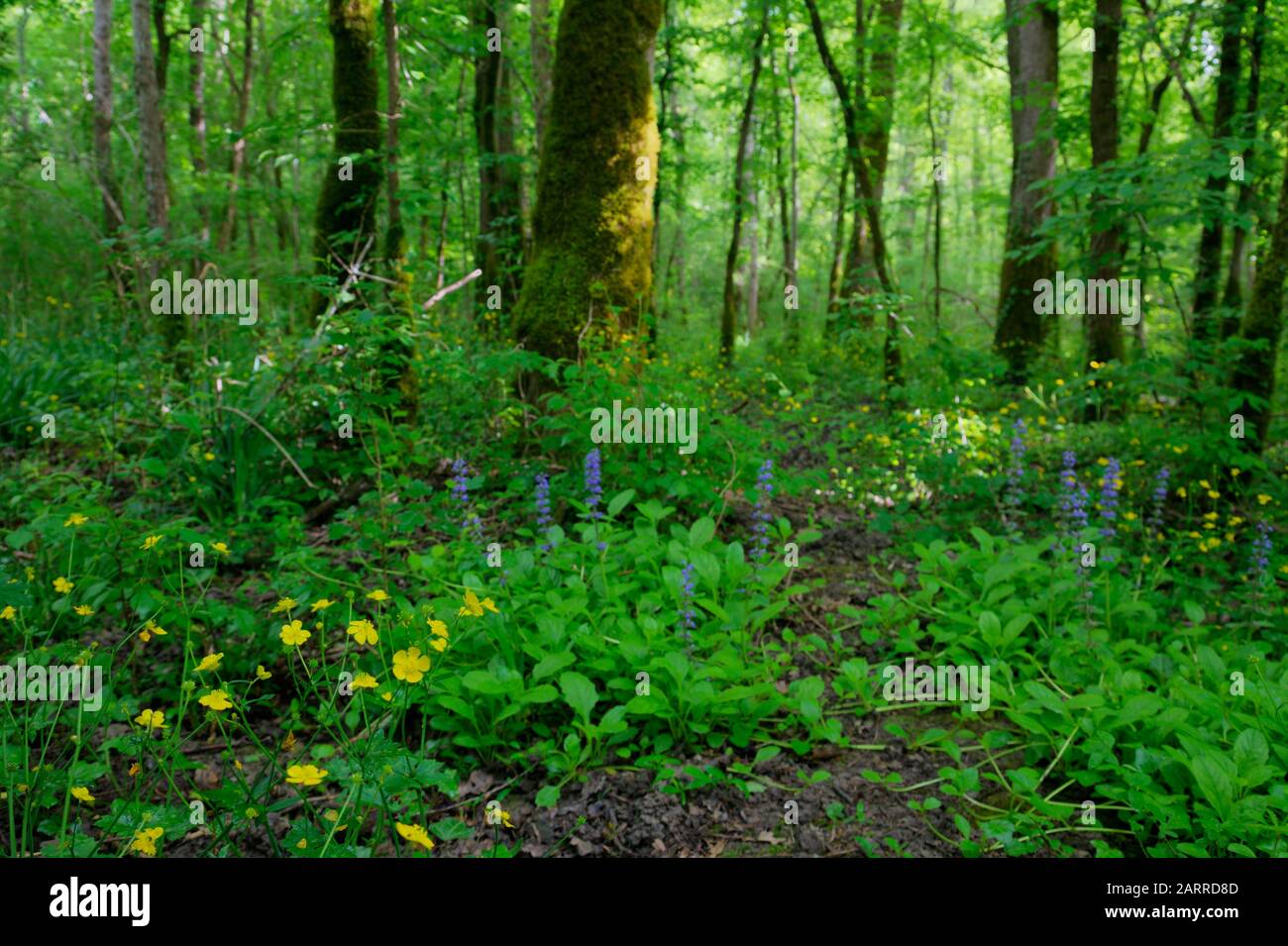 Motovun oak forest in Istra, Croatia Stock Photo - Alamy