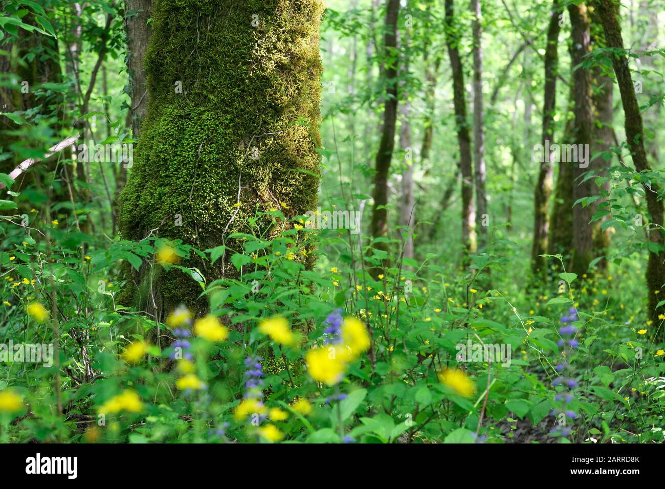 Motovun oak forest in Istra, Croatia Stock Photo - Alamy