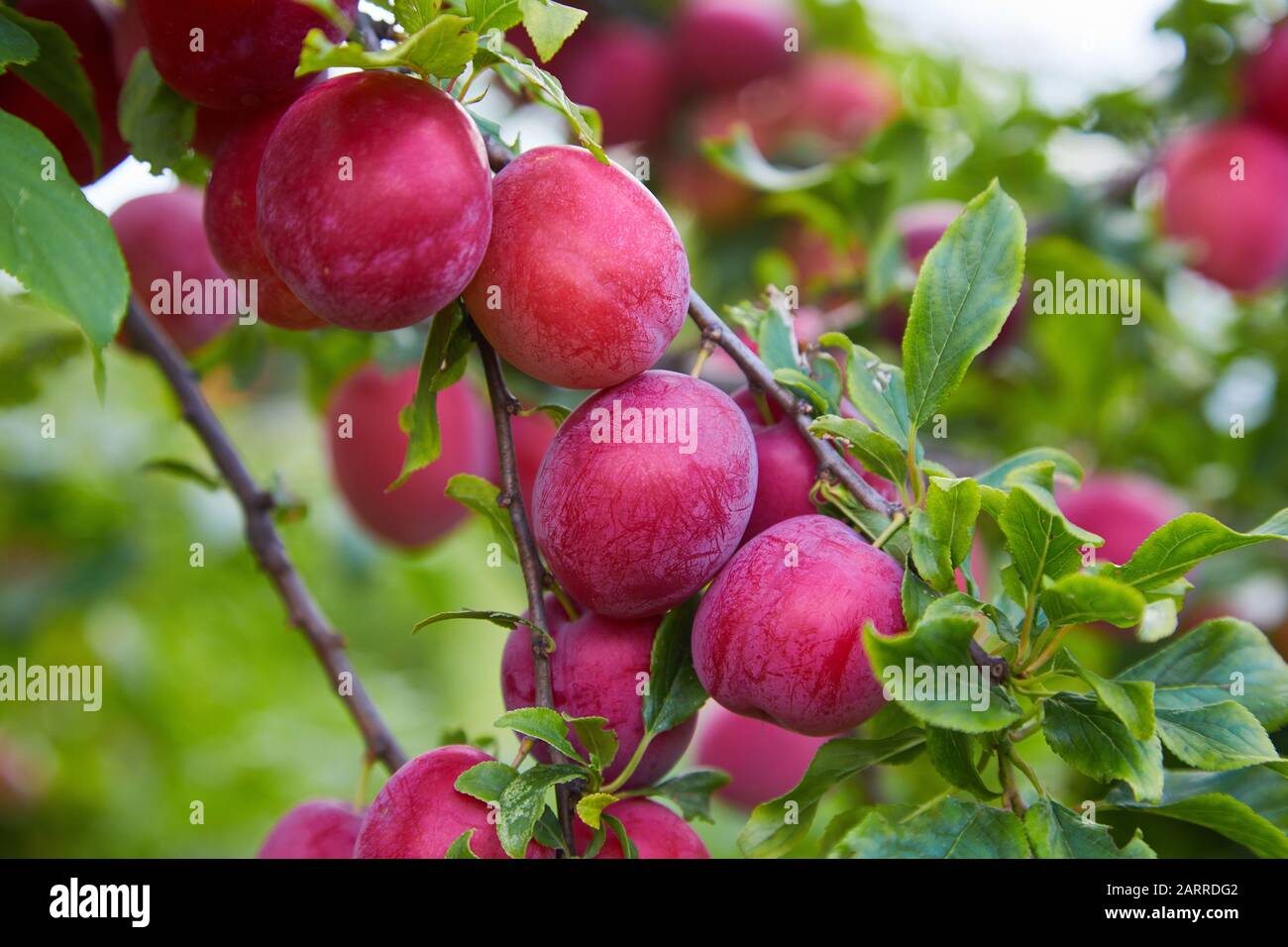 Ripe big red plums growing on a tree branch in the orchard Stock Photo ...