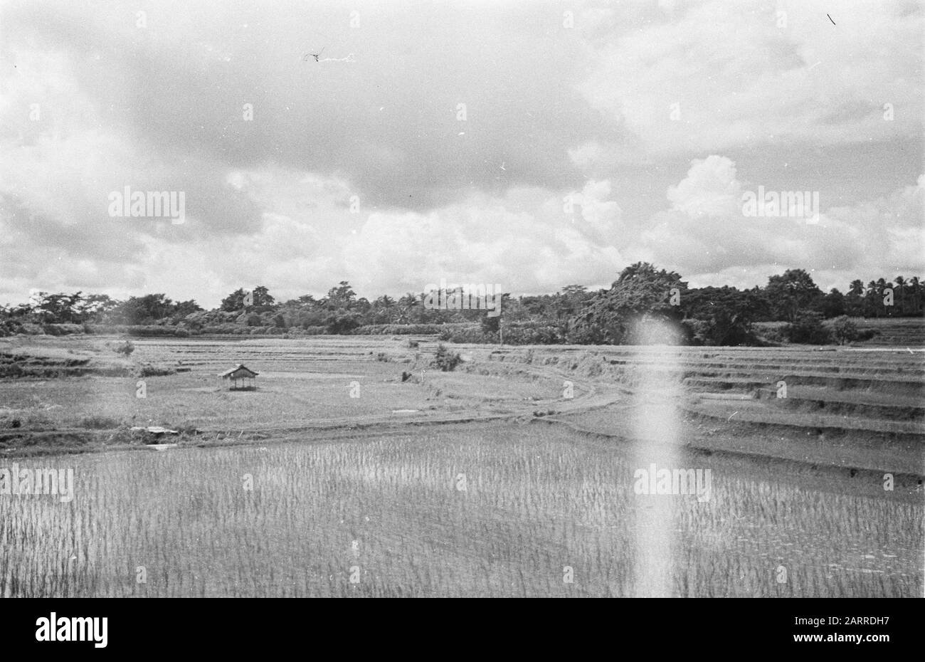Reportage Semarang and surroundings Sawah's Date: March 1947 Location ...