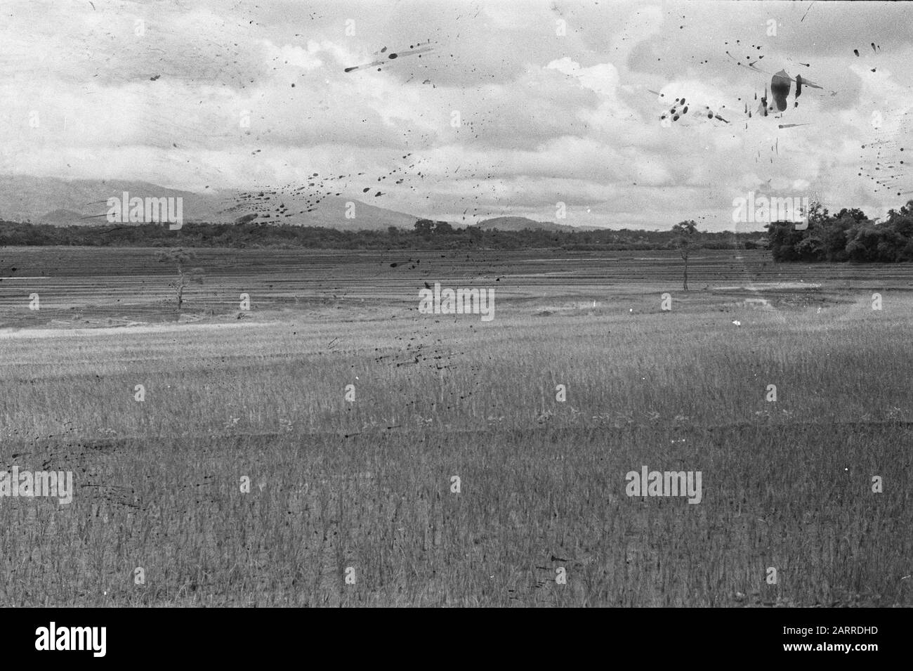 Reportage Semarang and surroundings Sawahs [rice fields] Date: March ...