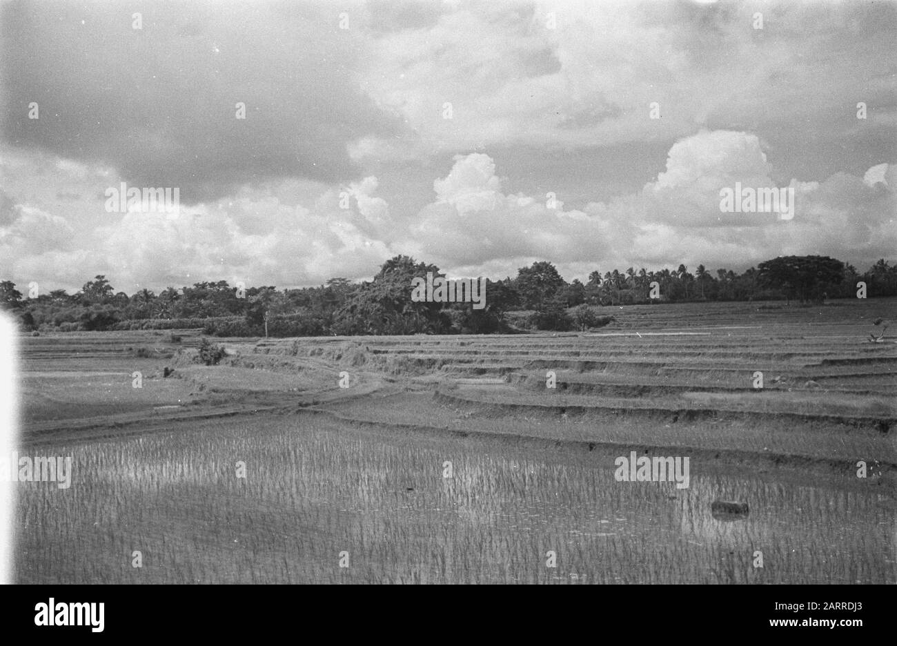 Reportage Semarang and surroundings Sawah's Date: 1947/01/01 Location ...