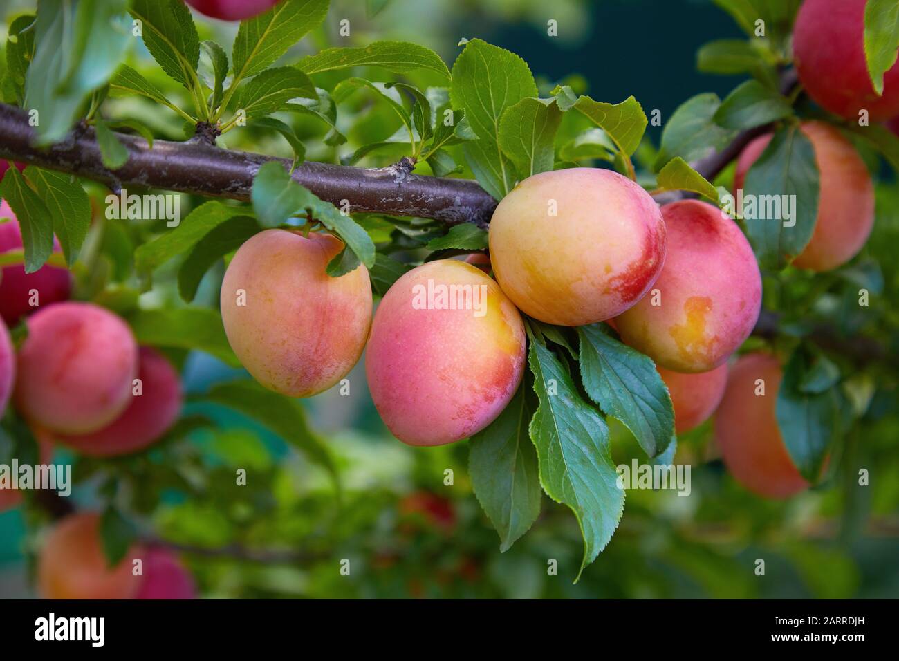 Ripe big red plums growing on a tree branch in the orchard Stock Photo ...