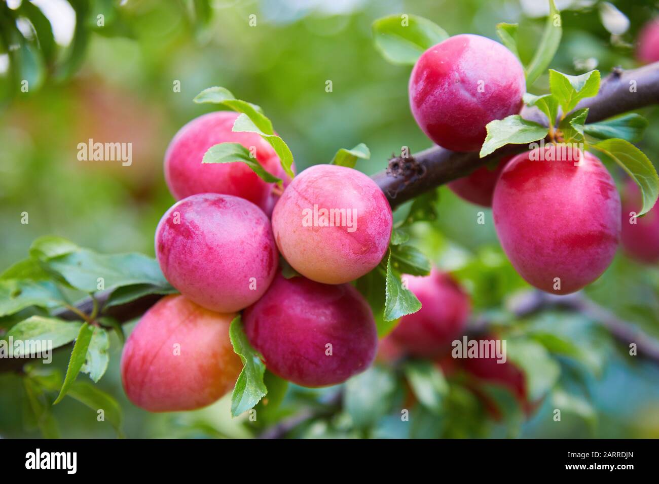 Ripe big red plums growing on a tree branch in the orchard Stock Photo ...