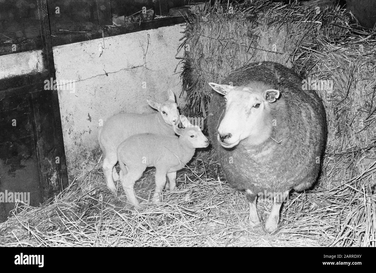 Sheep and lambs Black and White Stock Photos & Images - Alamy