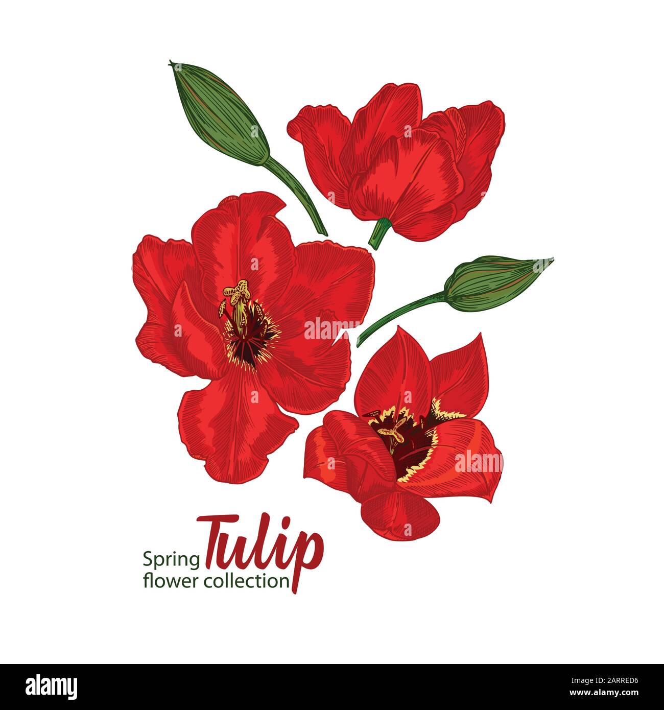 Tulip sketch hi-res stock photography and images - Alamy