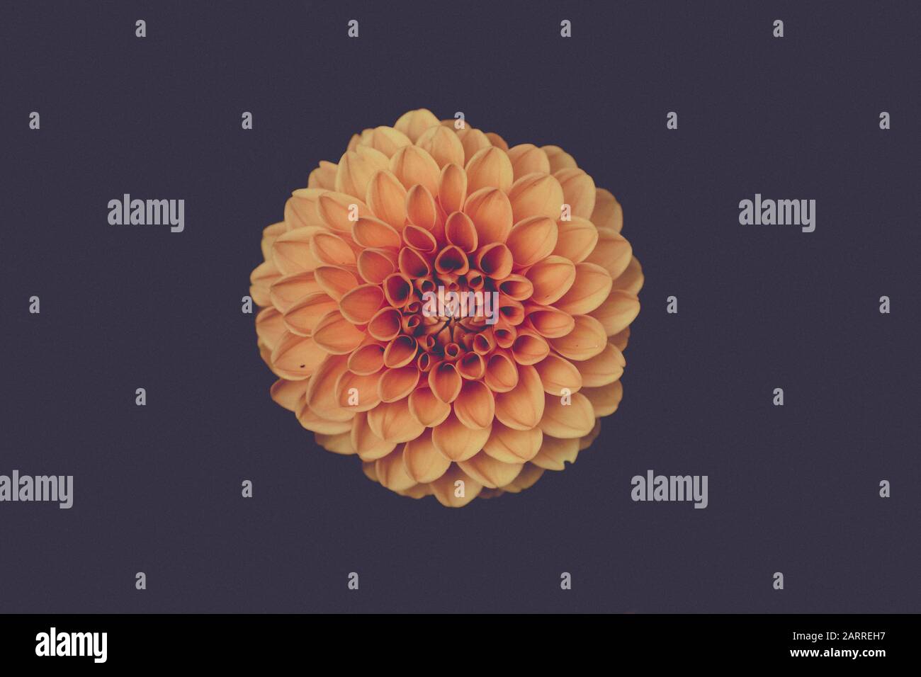 Nice looking picture on a clear background Stock Photo - Alamy