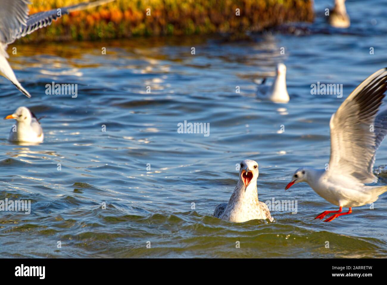 Seagull Screaming High Resolution Stock Photography and Images - Alamy