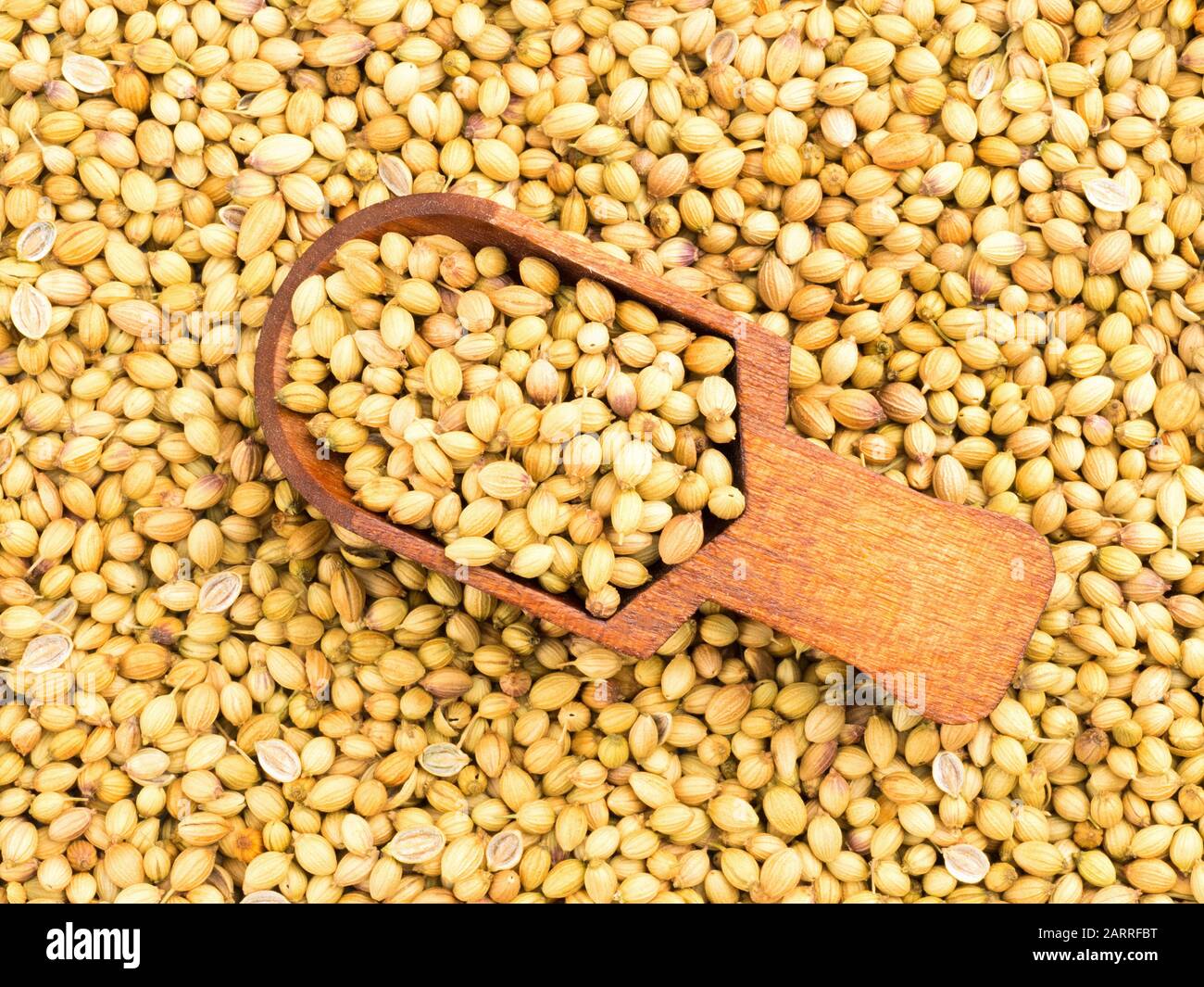 Spice coriander (Coriandrum sativum) in wooden scoop on coriander ...