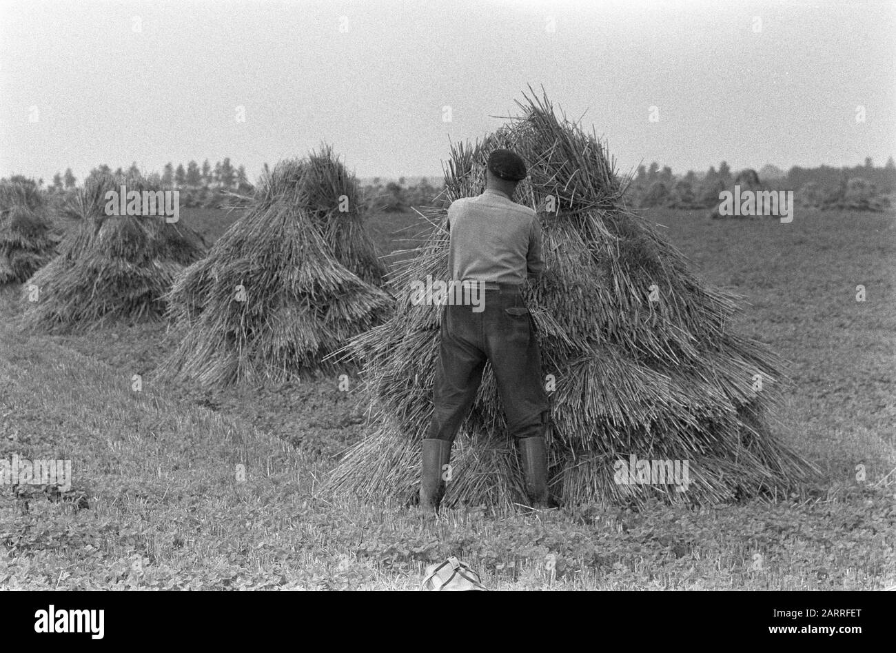 Damage to grain harvest due to bad weather Date: September 8, 1960 ...