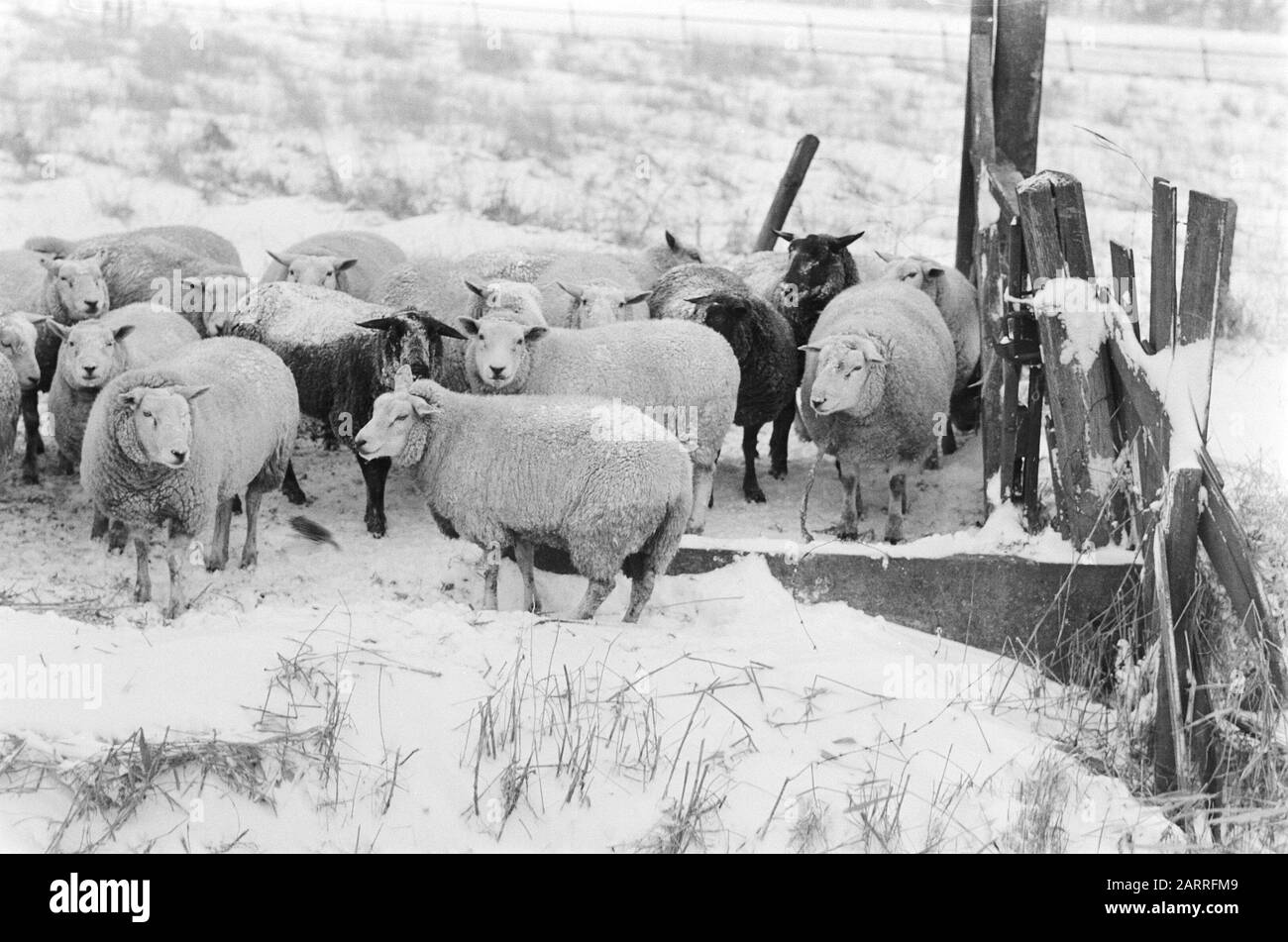 Sheep in rural area Black and White Stock Photos & Images - Alamy