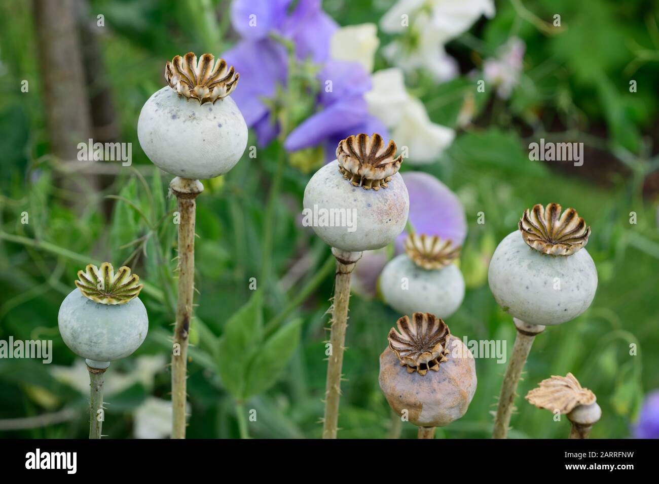 Seed pods of a large Poppy Flower Stock Photo - Alamy