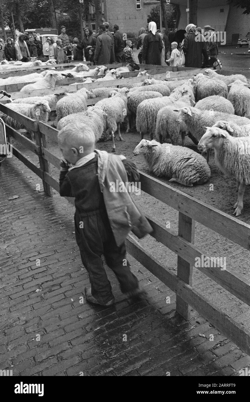 Sheep Day in Ede. By rain little visit Date: August 20, 1963 Location ...