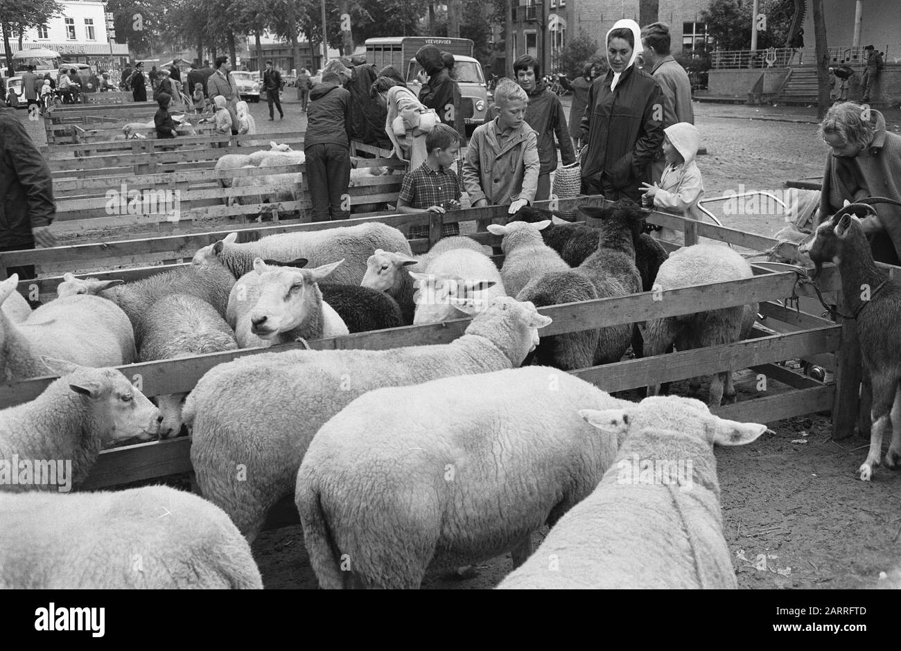 Sheep Day in Ede. By rain little visit Date: August 20, 1963 Location ...