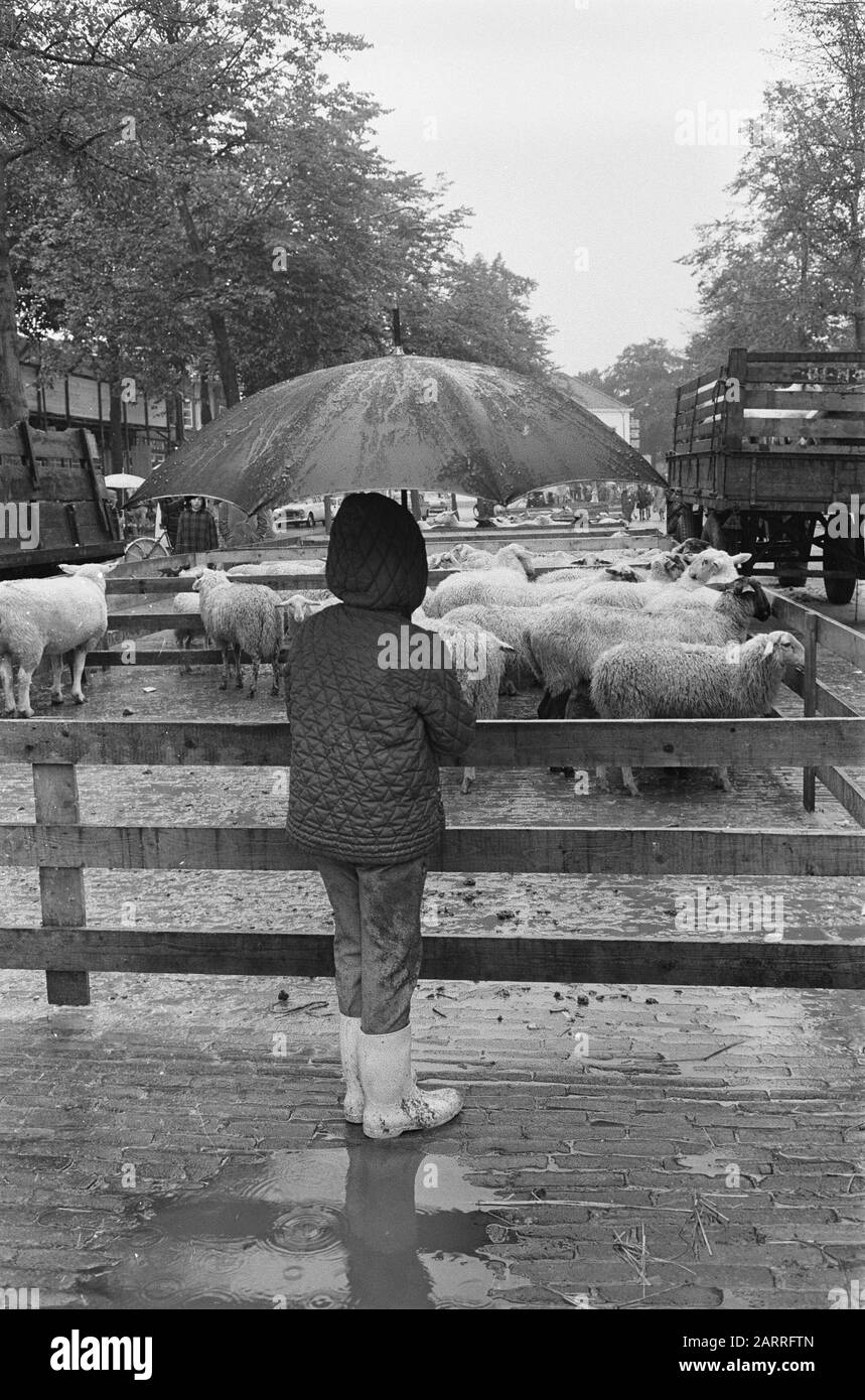 Sheep Day in Ede. By rain little visit Date: August 20, 1963 Location ...
