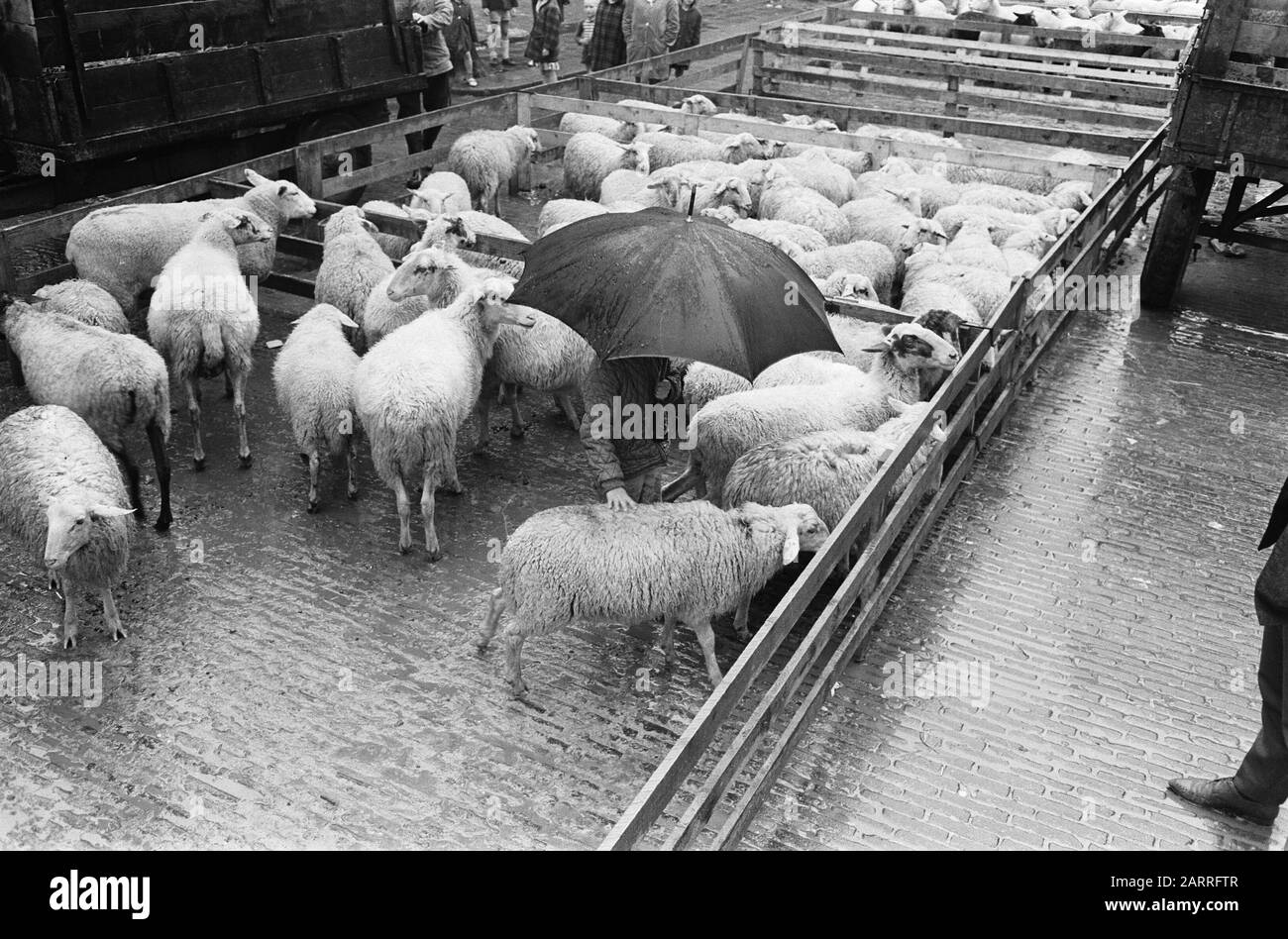 Sheep Day in Ede. By rain little visit Date: August 20, 1963 Location ...