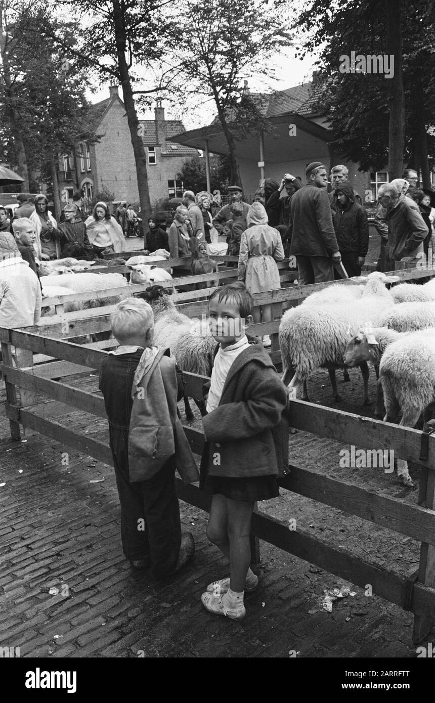 Sheep Day in Ede. By rain little visit Date: August 20, 1963 Location ...