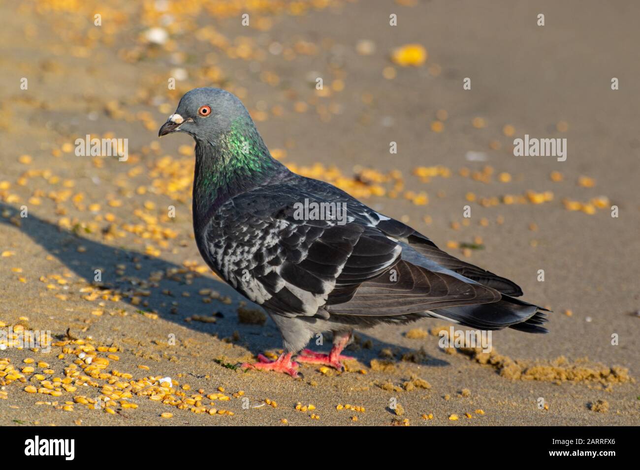 Pigeons eat grains hi-res stock photography and images - Alamy