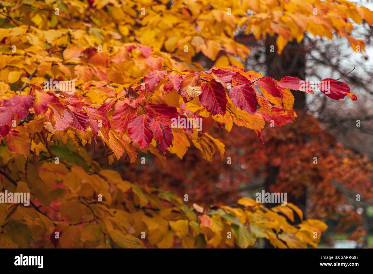 Vibrant fall tree branch hi-res stock photography and images - Alamy