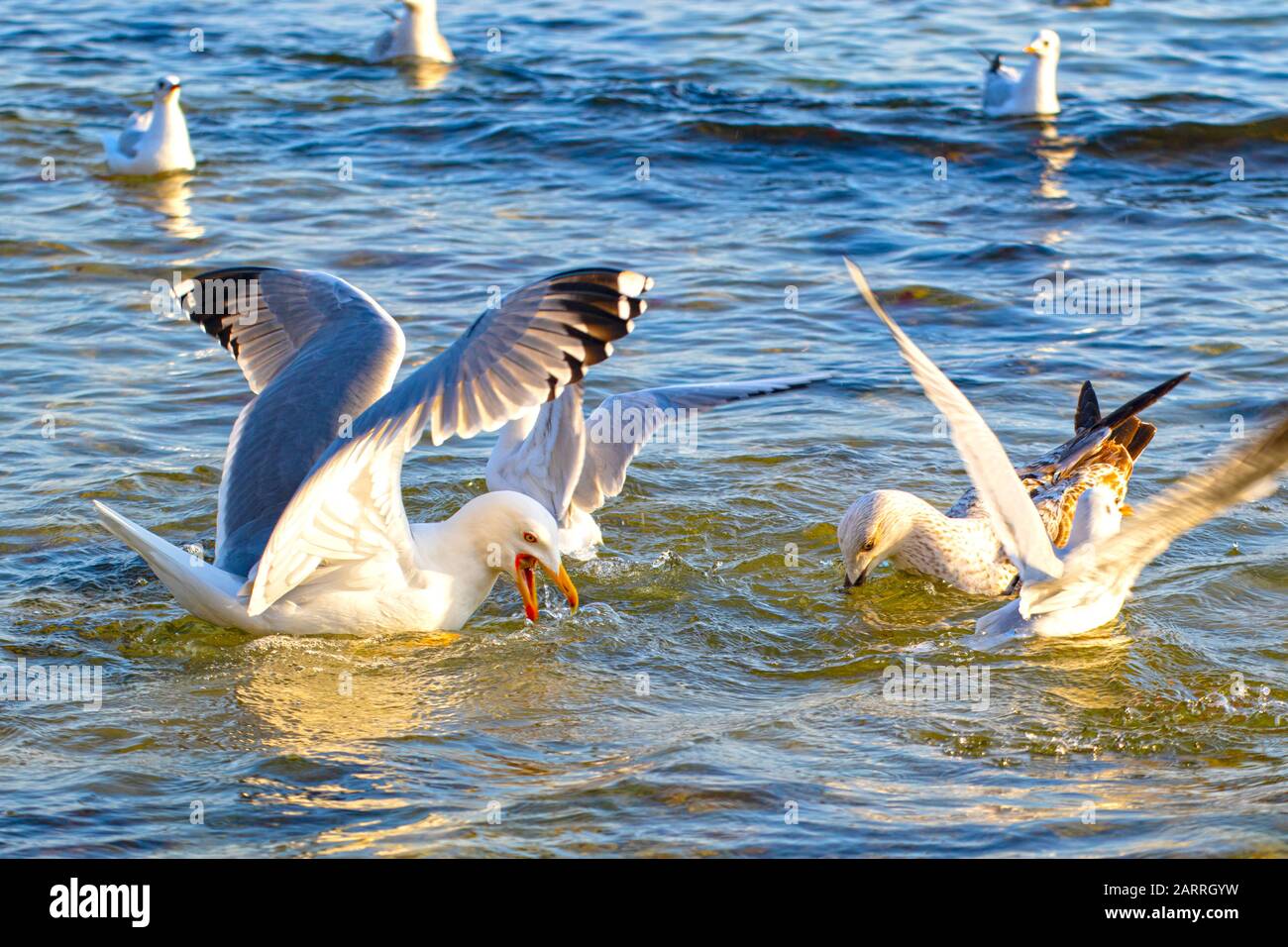 Bird biting slice of bread ,young seagulls pother screaming fighting ...