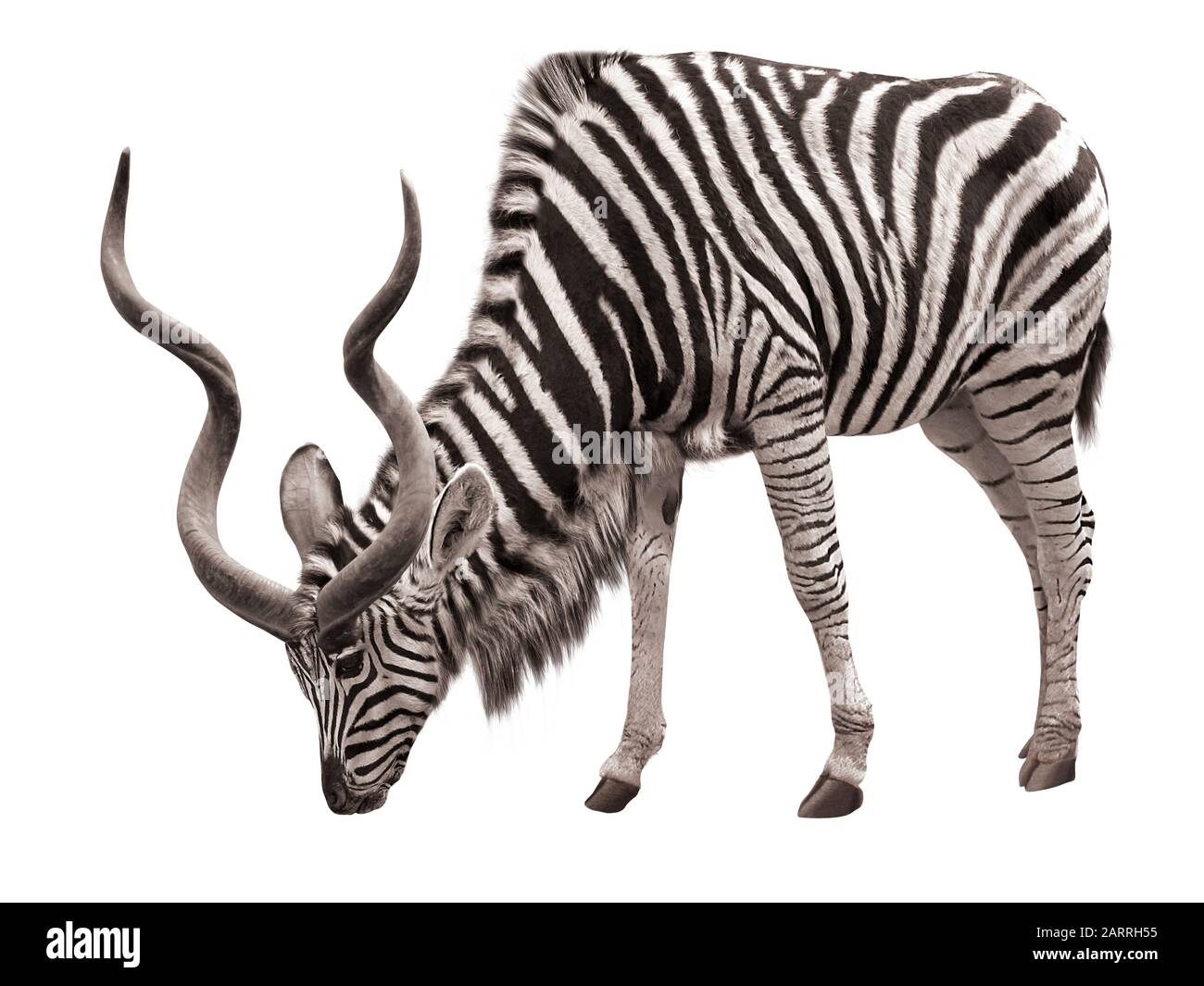 Half Zebra Half Antelope