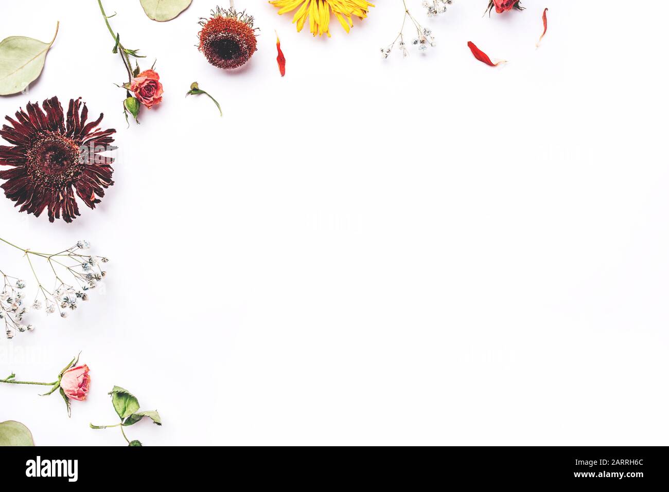 Frame of dry flowers on white background Stock Photo - Alamy