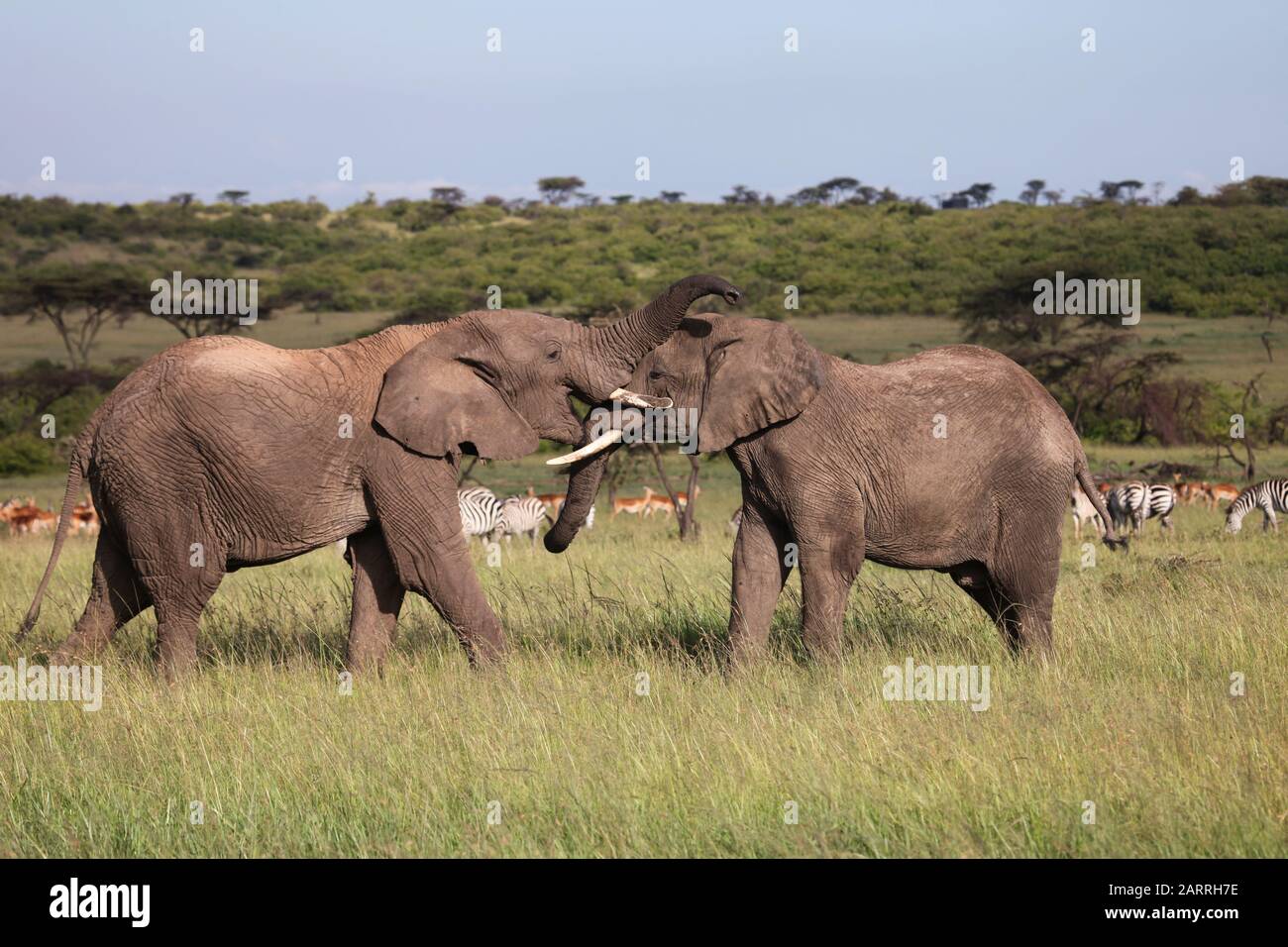 two elephants playing on the savannah Stock Photo - Alamy