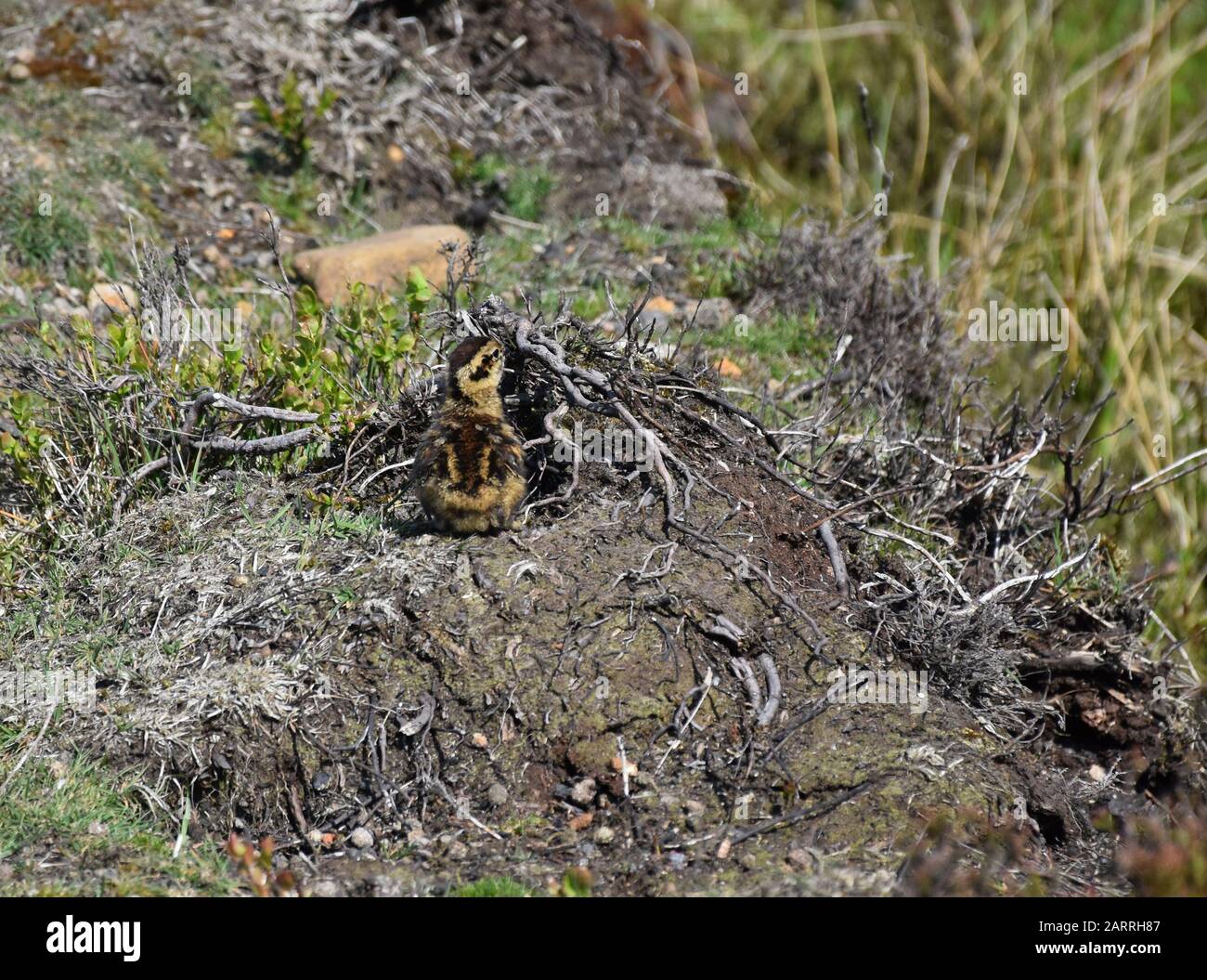Cute grouse chick near a heather bush on the moors in Yorkshire Stock ...