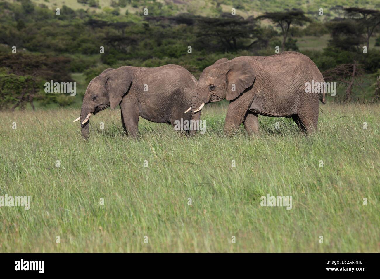 Elephants and elephant pack family hi-res stock photography and images ...