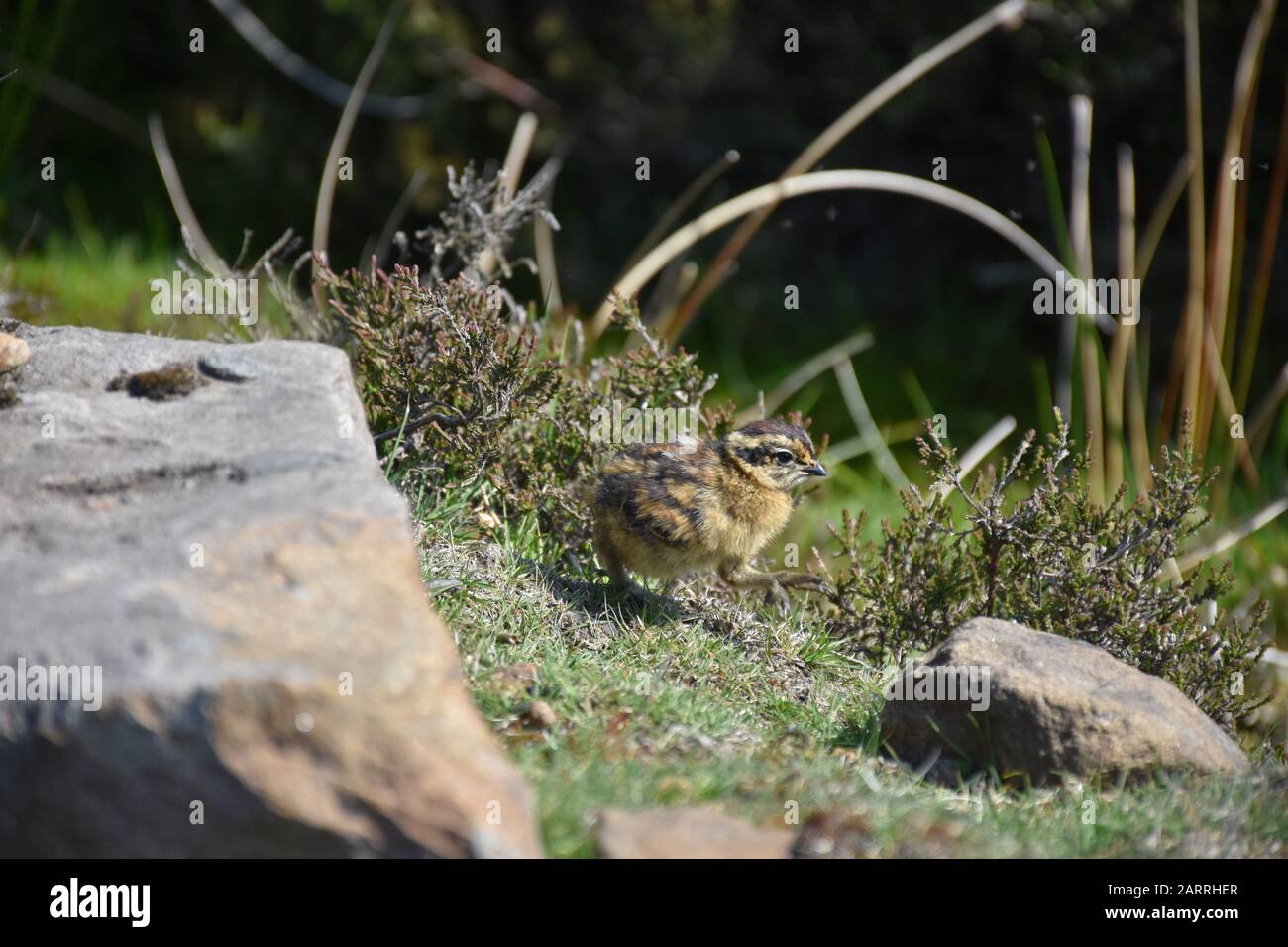 Cute running red grouse chick in North Yorkshire moorland Stock Photo ...