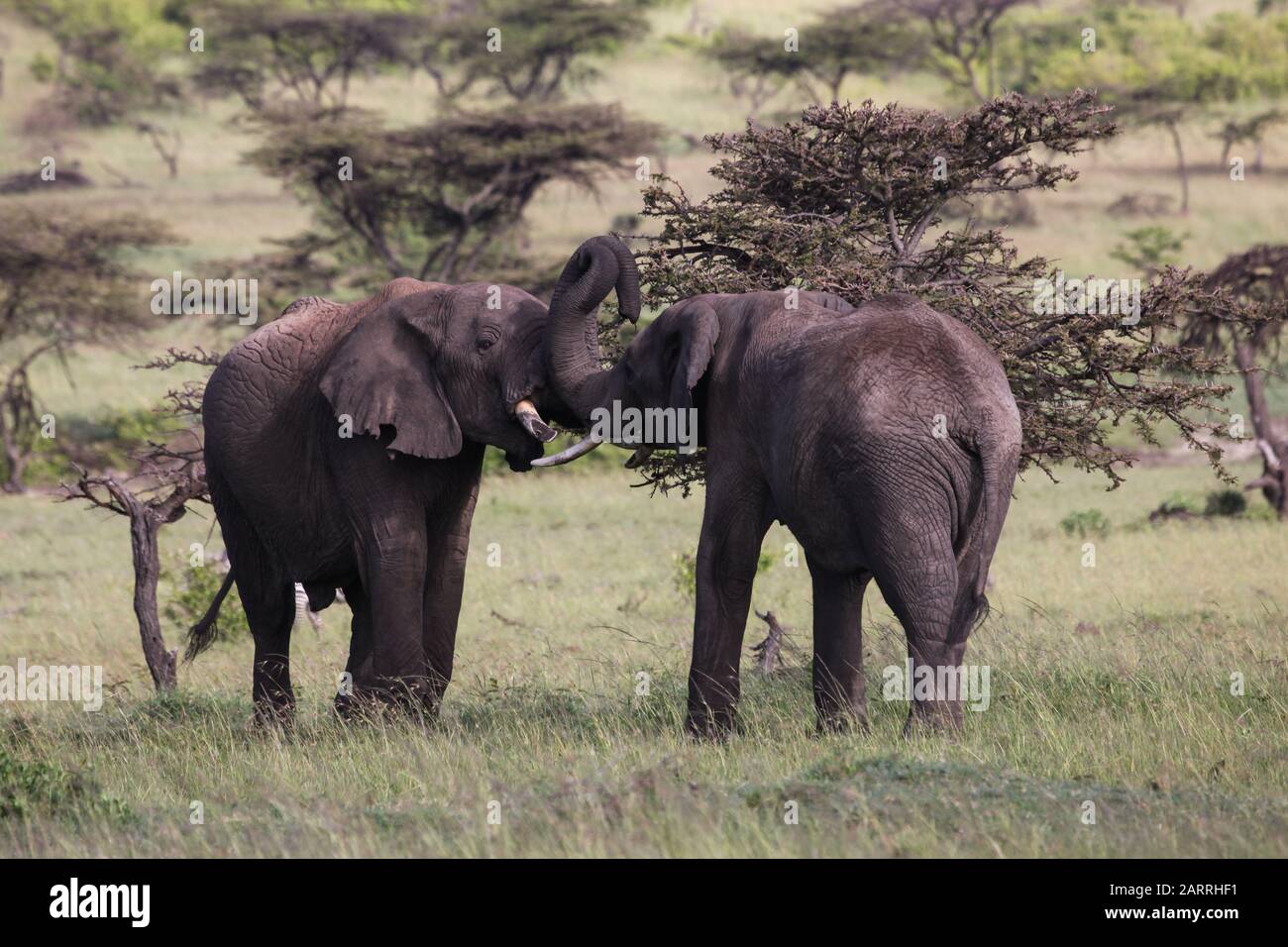 two elephants playing on the savannah Stock Photo - Alamy