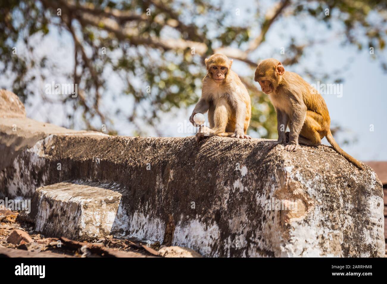 Monkey ritual temple india hi-res stock photography and images - Alamy