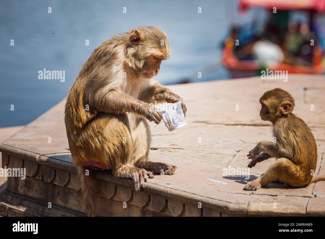 Monkey ritual temple india hi-res stock photography and images - Alamy