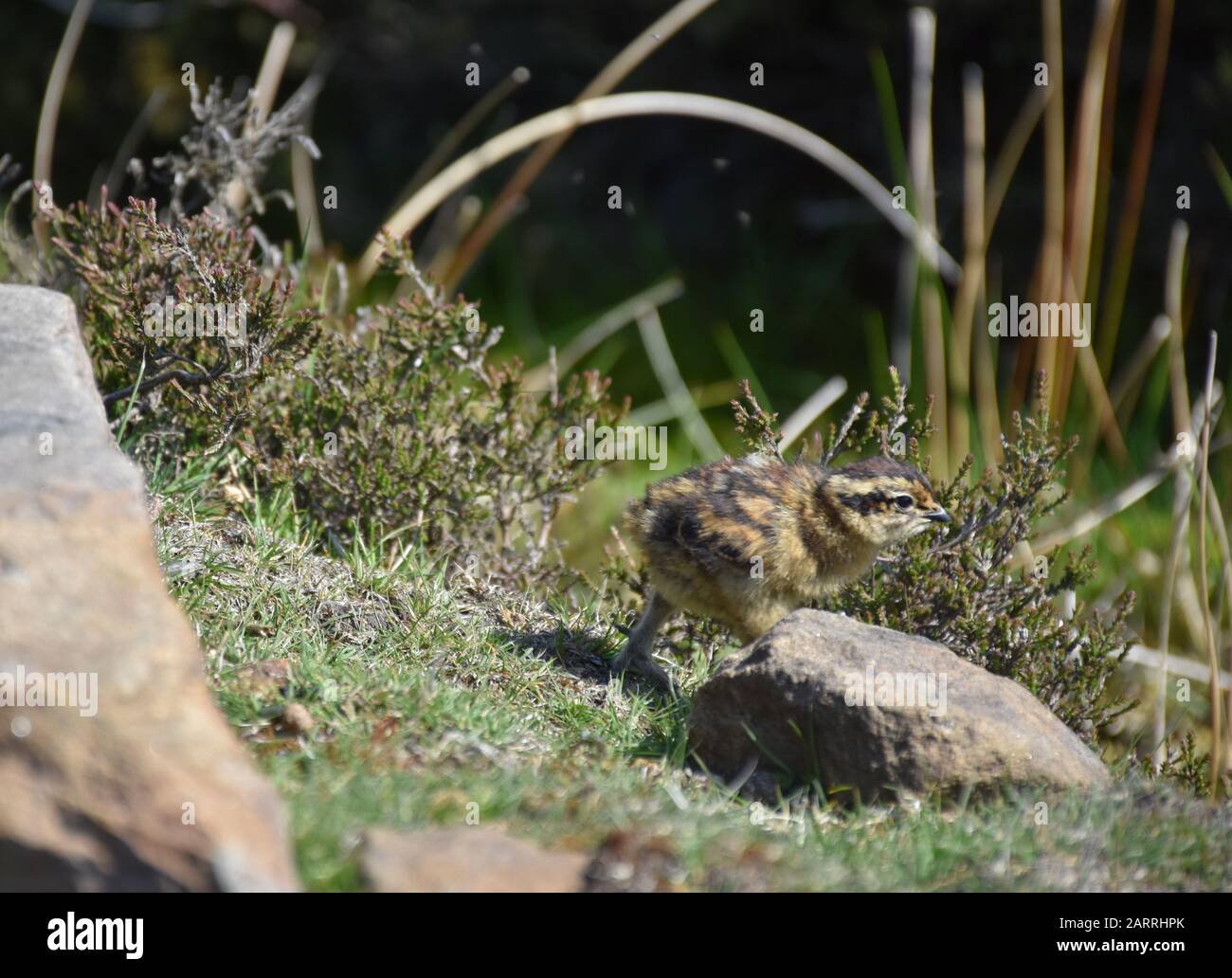 Red grouse chick wandering about on the moorland in England Stock Photo ...