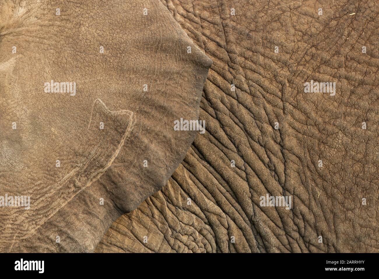 Leathery skin hi-res stock photography and images - Alamy