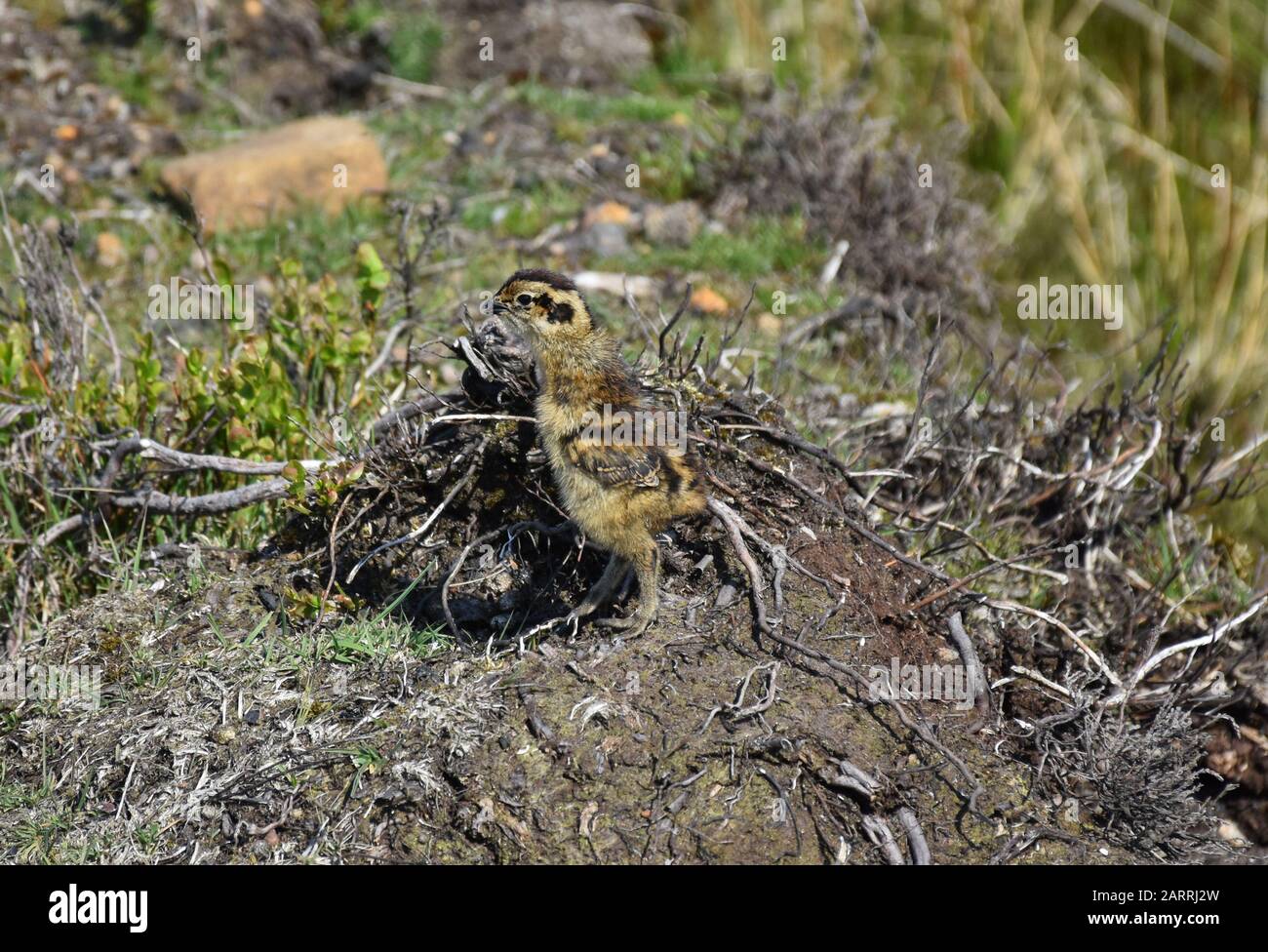 Adorable ruffed grouse chick on the moors in England Stock Photo - Alamy
