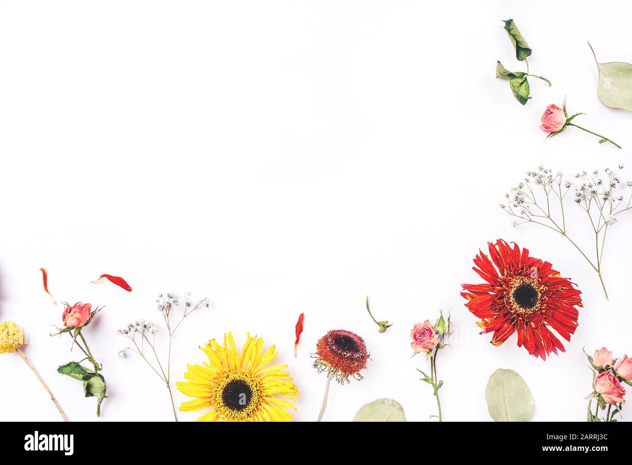 Frame of dry flowers on white background Stock Photo - Alamy